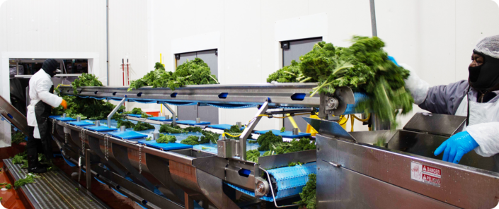 Fresh Cut Produce Processing & Packaging | WPS Fresh